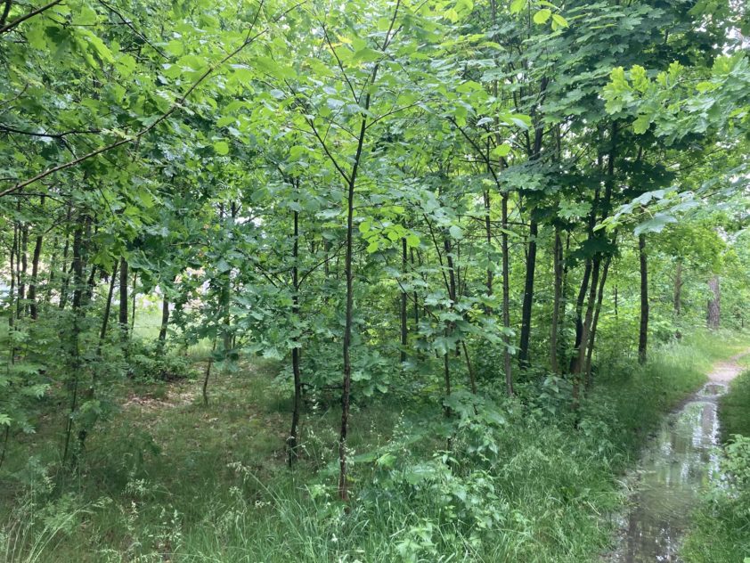 Suchdol nad Lužnicí